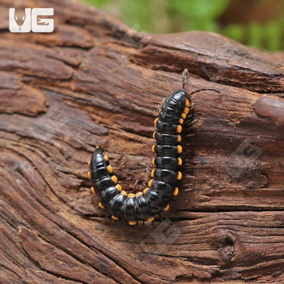 Yellow And Black Dragon Millipede (Orthomorpha Communis) For Sale ...