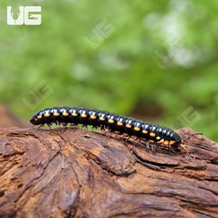Centipedes, Millipedes and More For Sale - Underground Reptiles