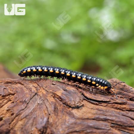 Yellow And Black Dragon Millipede (Orthomorpha Communis) For Sale ...