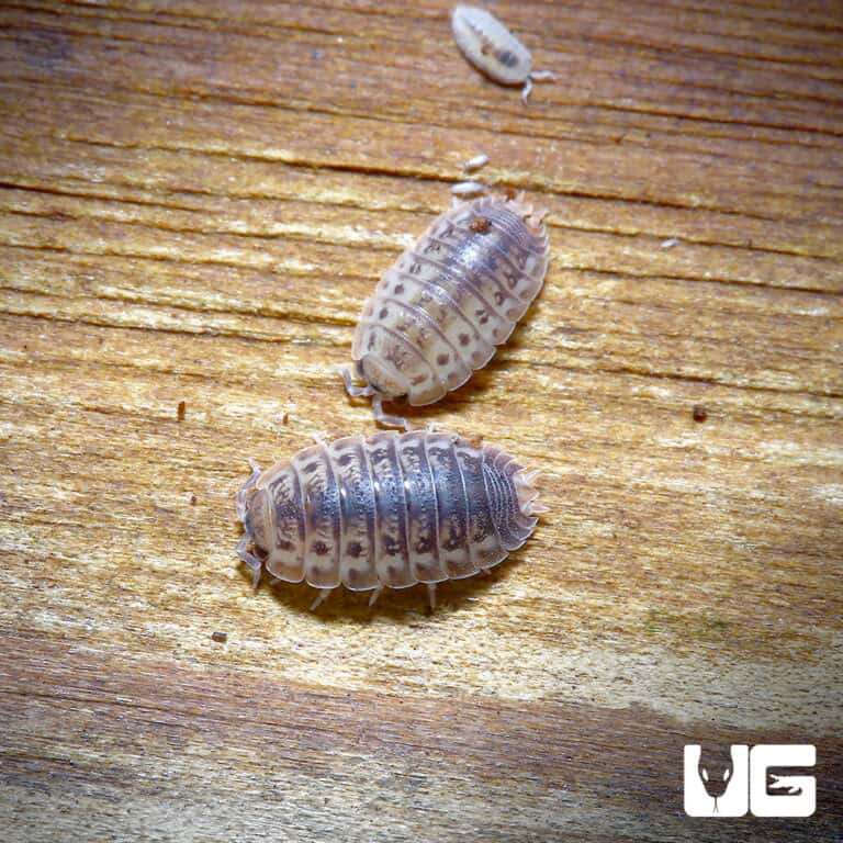 Isopods For Sale - Underground Reptiles