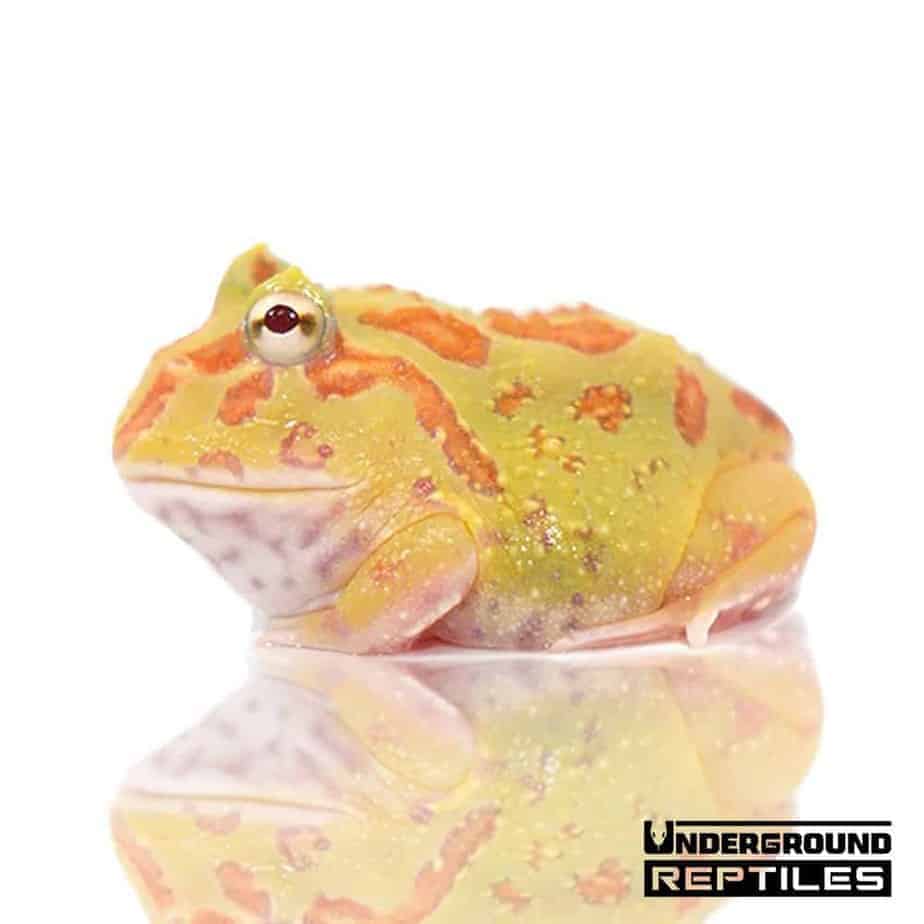 Pacmans & Pixie Frogs For Sale - Underground Reptiles