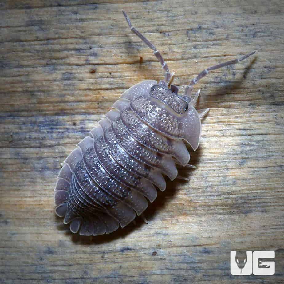 Armadillidium Peraccae Isopods - Underground Reptiles