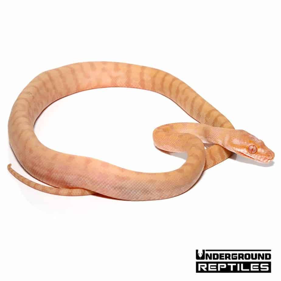 Baby Albino Darwin's Carpet Python - Underground Reptiles