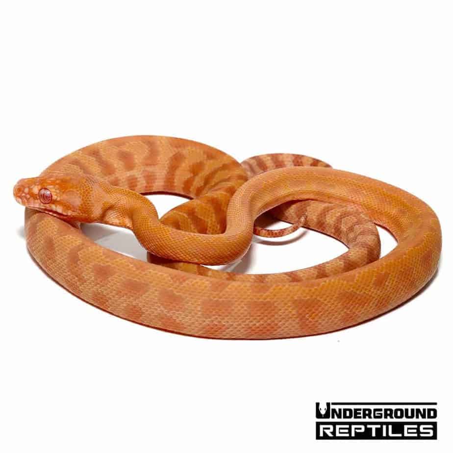 Baby Albino Tiger Darwin's Carpet Python - Underground Reptiles