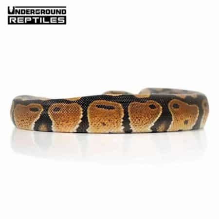 Baby Ball Pythons For Sale - Underground Reptiles