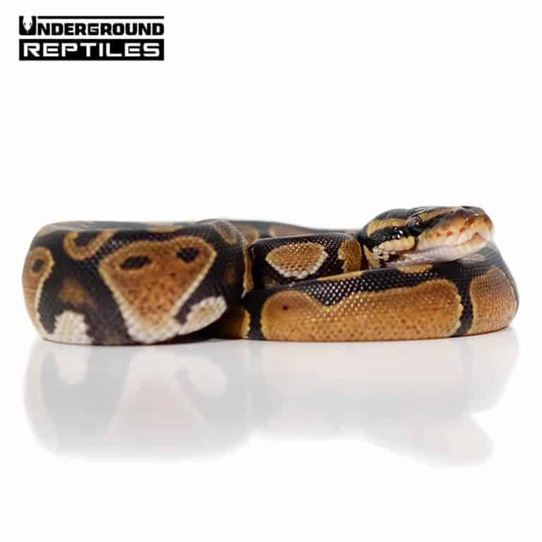 Baby Ball Pythons For Sale - Underground Reptiles