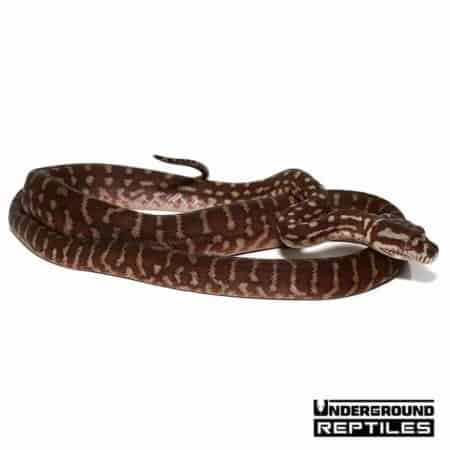 Baby Bredl's Carpet Python - Underground Reptiles