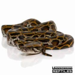 Pythons For Sale - Underground Reptiles