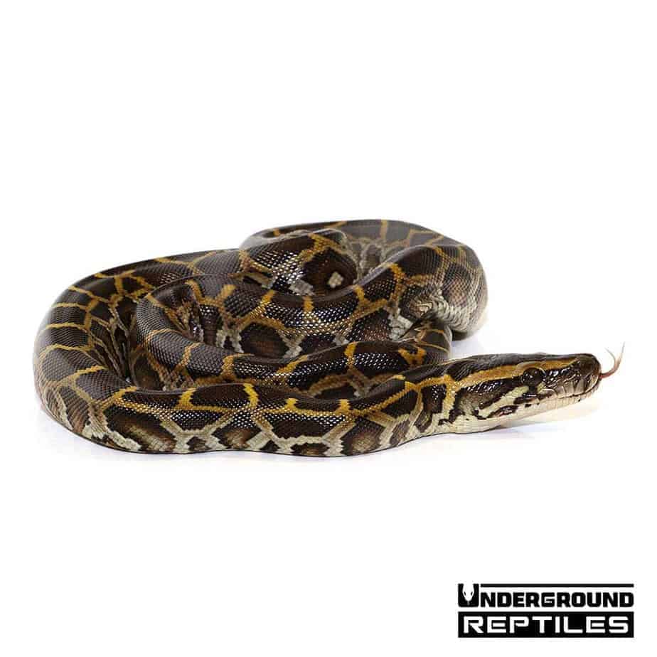 Baby Burmese Python - Underground Reptiles
