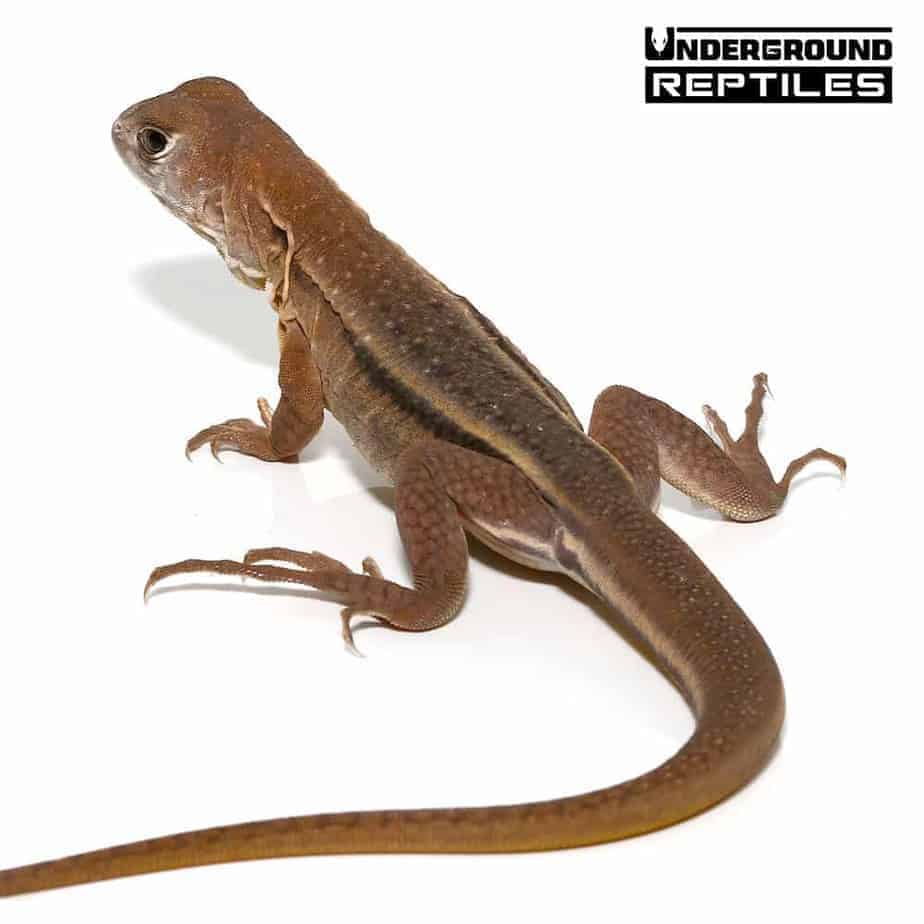 Baby Butterfly Agama - Underground Reptiles