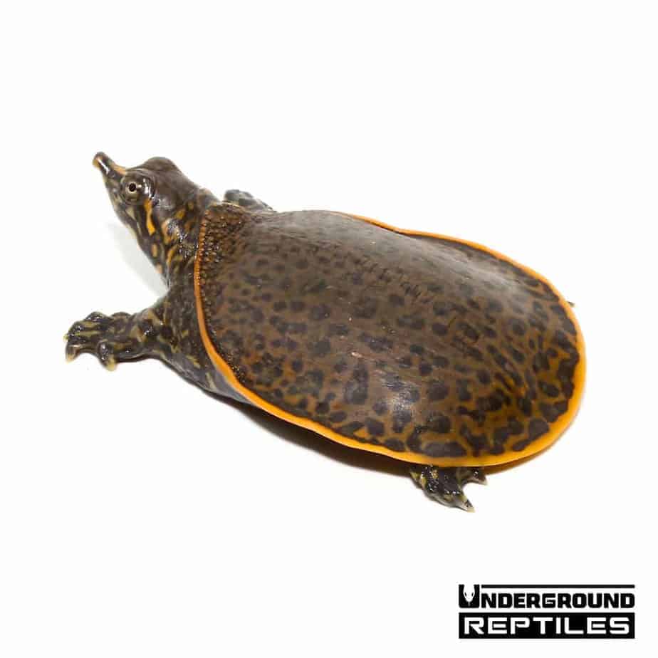 Baby Leopard Softshell Turtle - Underground Reptiles