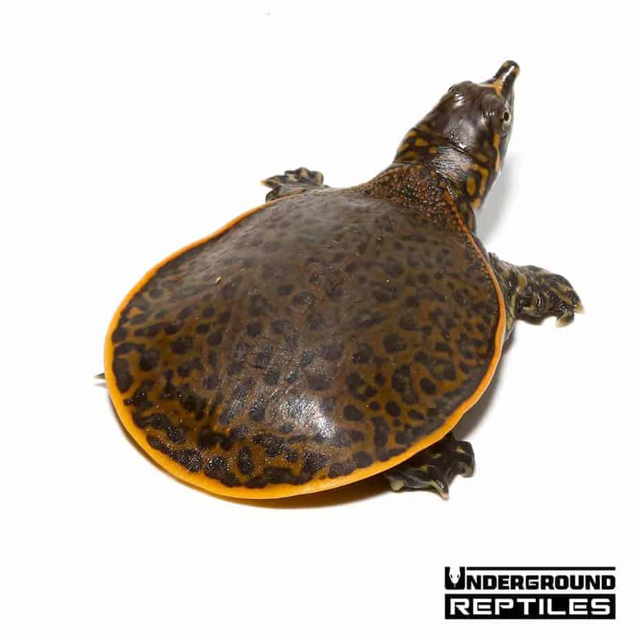 Baby Leopard Softshell Turtle - Underground Reptiles