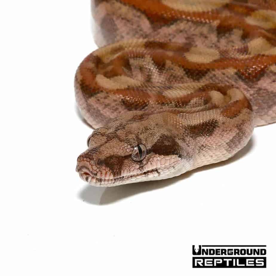 Baby Hypo Motley Central American Boa Het Blood - Underground Reptiles