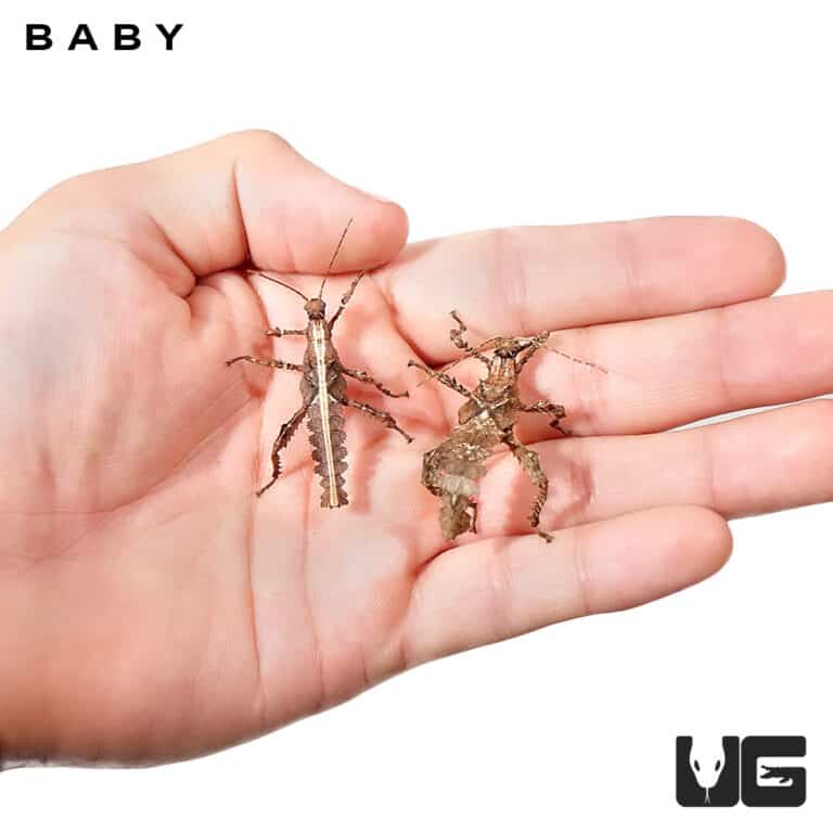 Malaysian Prickly Stick Insects Jungle Nymph For Sale - Underground ...