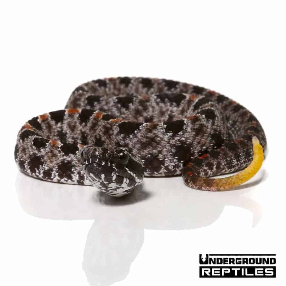 Baby Pygmy Rattlesnake - Underground Reptiles