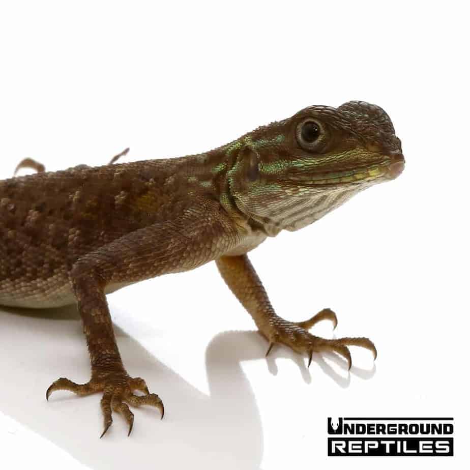 Baby Red Headed Agama - Underground Reptiles