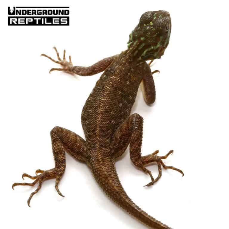 Baby Red Headed Agama - Underground Reptiles