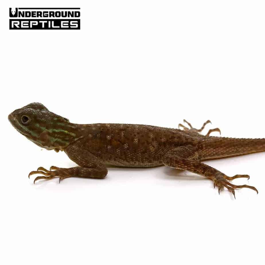 Baby Red Headed Agama - Underground Reptiles