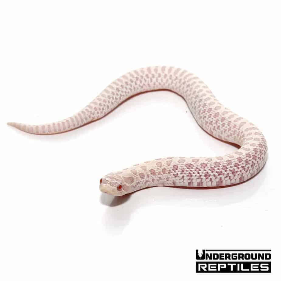 Baby Snow Western Hognose Snake - Underground Reptiles