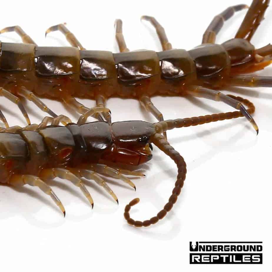 Baby Solomon Island Giant Green Centipede - Underground Reptiles