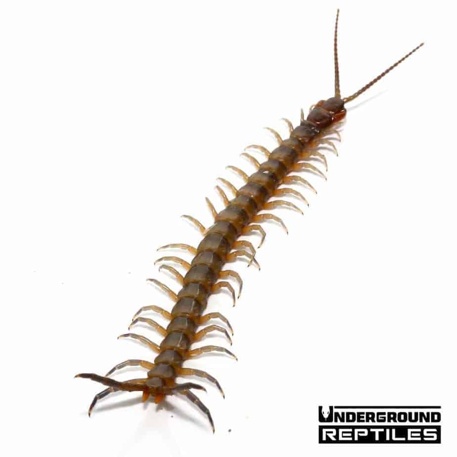 Baby Solomon Island Giant Green Centipede - Underground Reptiles