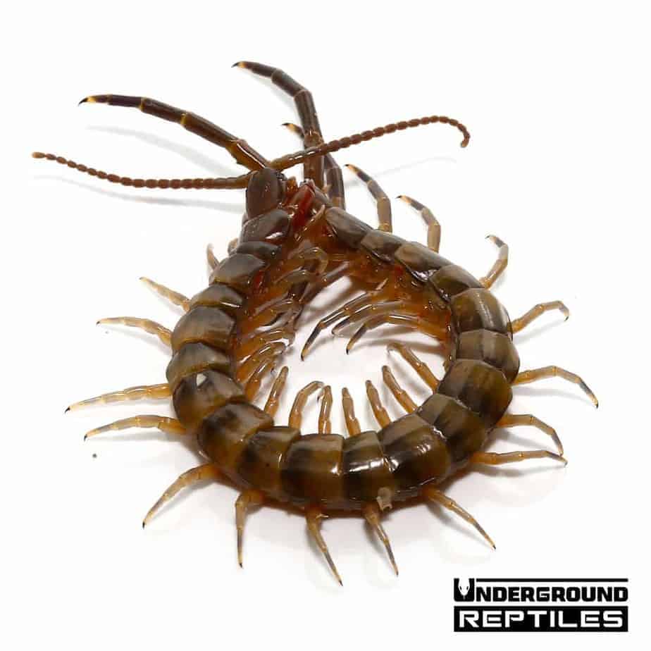 Baby Solomon Island Giant Green Centipede - Underground Reptiles