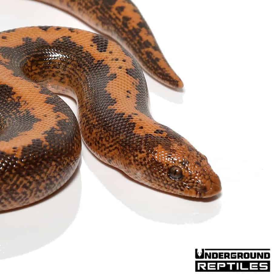 Kenyan Sand Boa