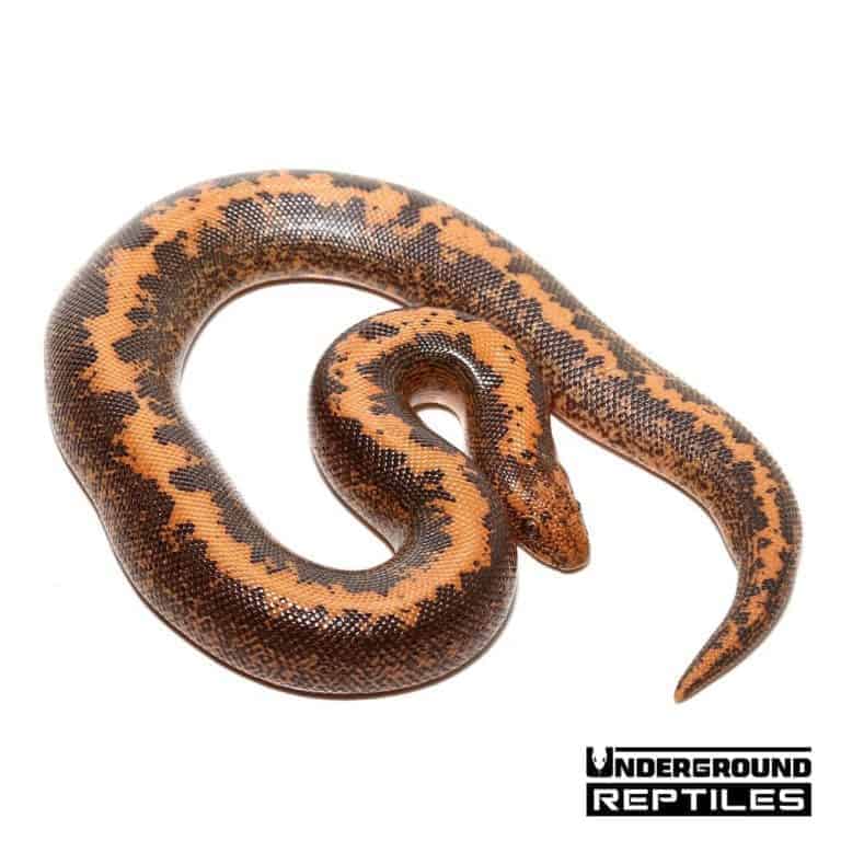 Baby Kenyan Sand Boas For Sale - Underground Reptiles