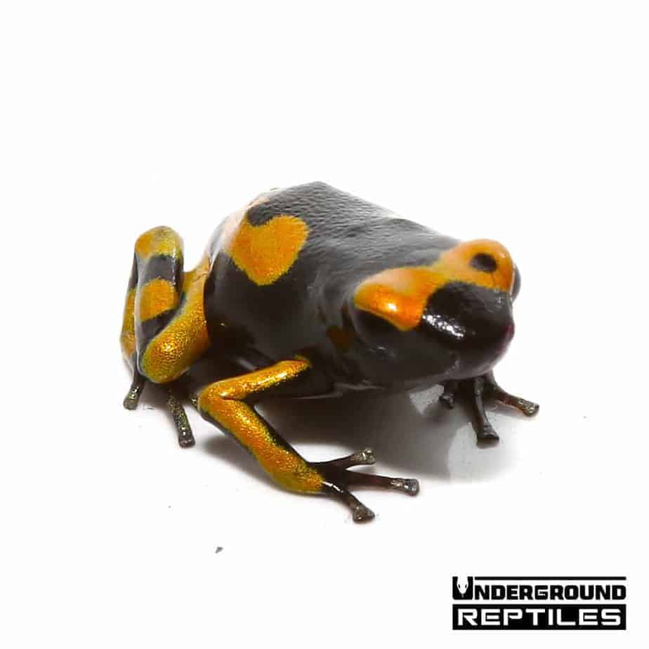 Bumblebee Dart Frogs For Sale - Underground Reptiles