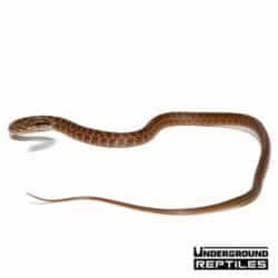 Boddaert's Tropical Racer - Underground Reptiles