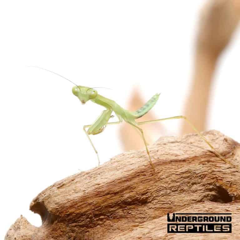 Chinese Golden Mantis For Sale - Underground Reptiles