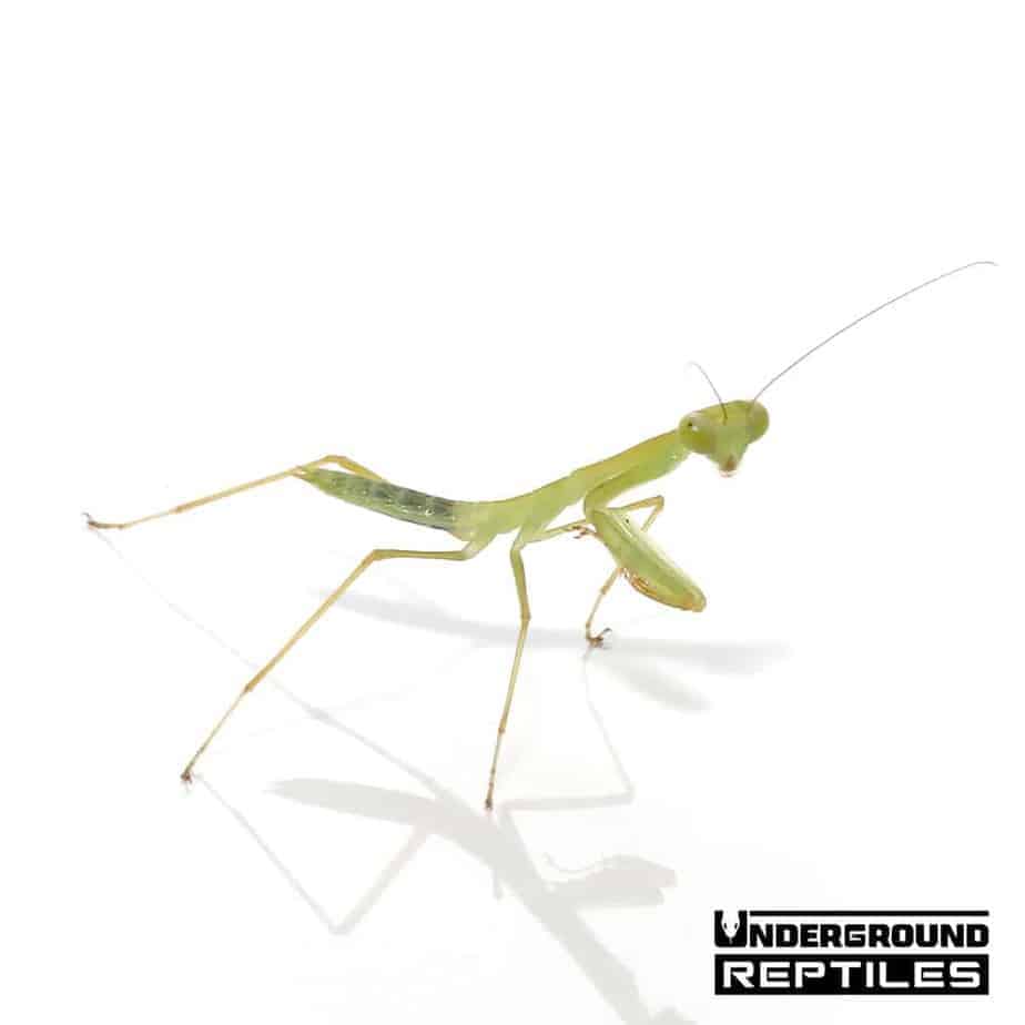 Chinese Golden Mantis For Sale - Underground Reptiles