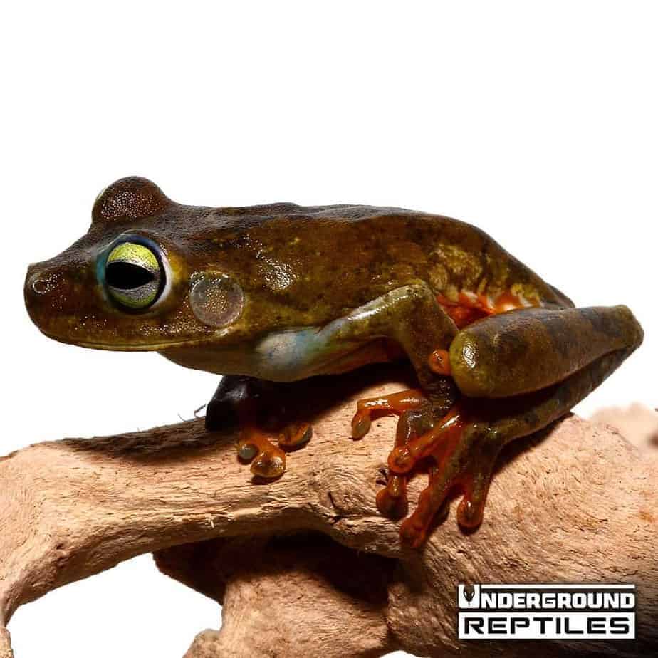 Convict Tree Frog - Underground Reptiles