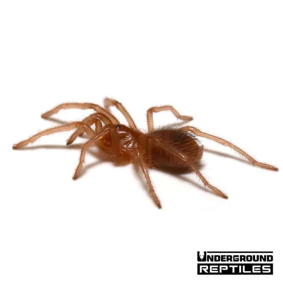 Cuban Dwarf Violet Tarantula - Underground Reptiles