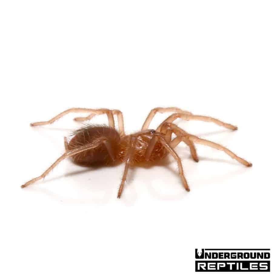 Cuban Dwarf Violet Tarantula - Underground Reptiles