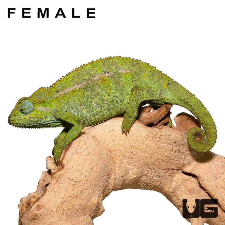 Elliots Chameleons (Trioceros ellioti) For Sale - Underground Reptiles