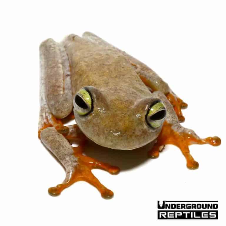 Emerald Eye Tree Frog - Underground Reptiles