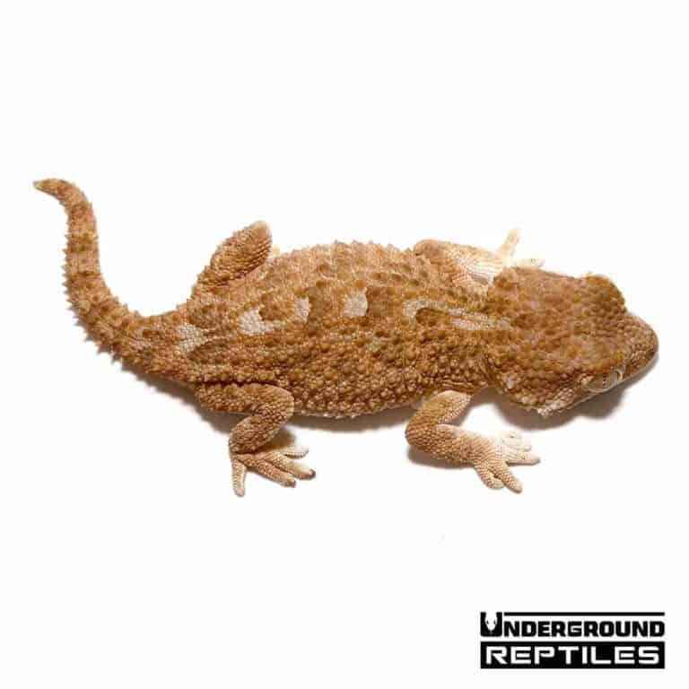 Helmeted Gecko - Underground Reptiles