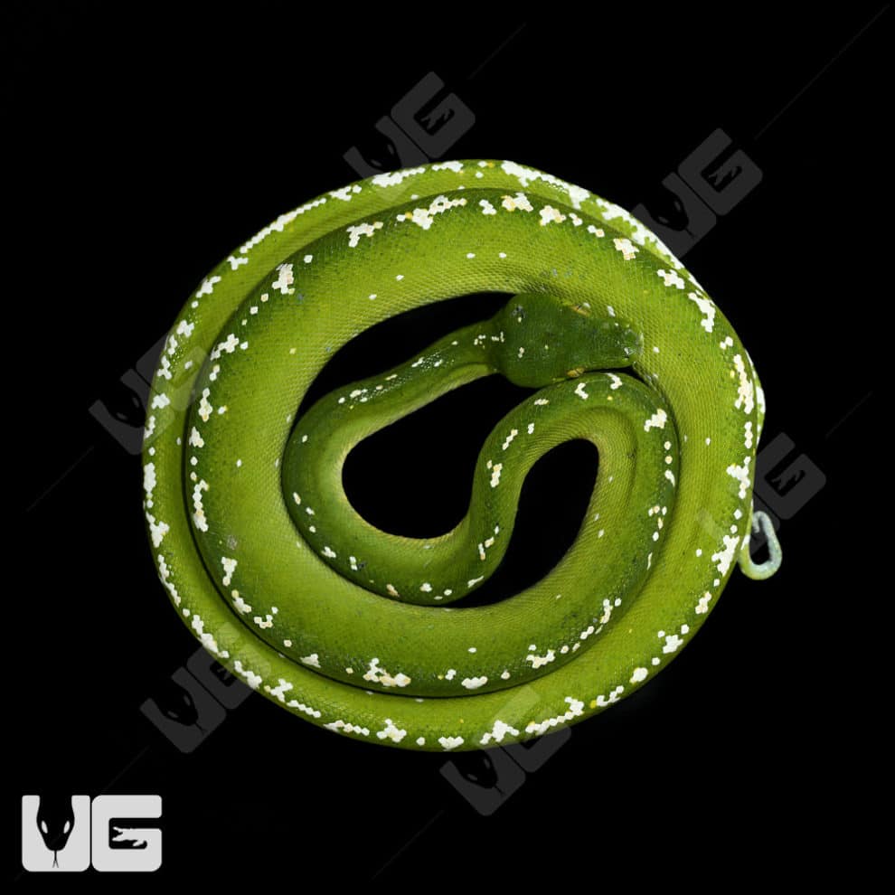 Adult Aru Green Tree Python for sale - Underground Reptiles