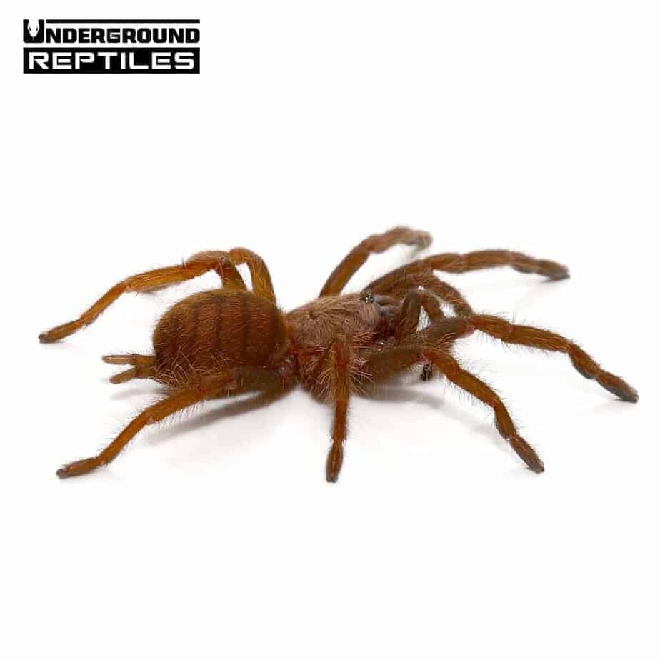 Indian Violet Tarantulas For Sale - Underground Reptiles