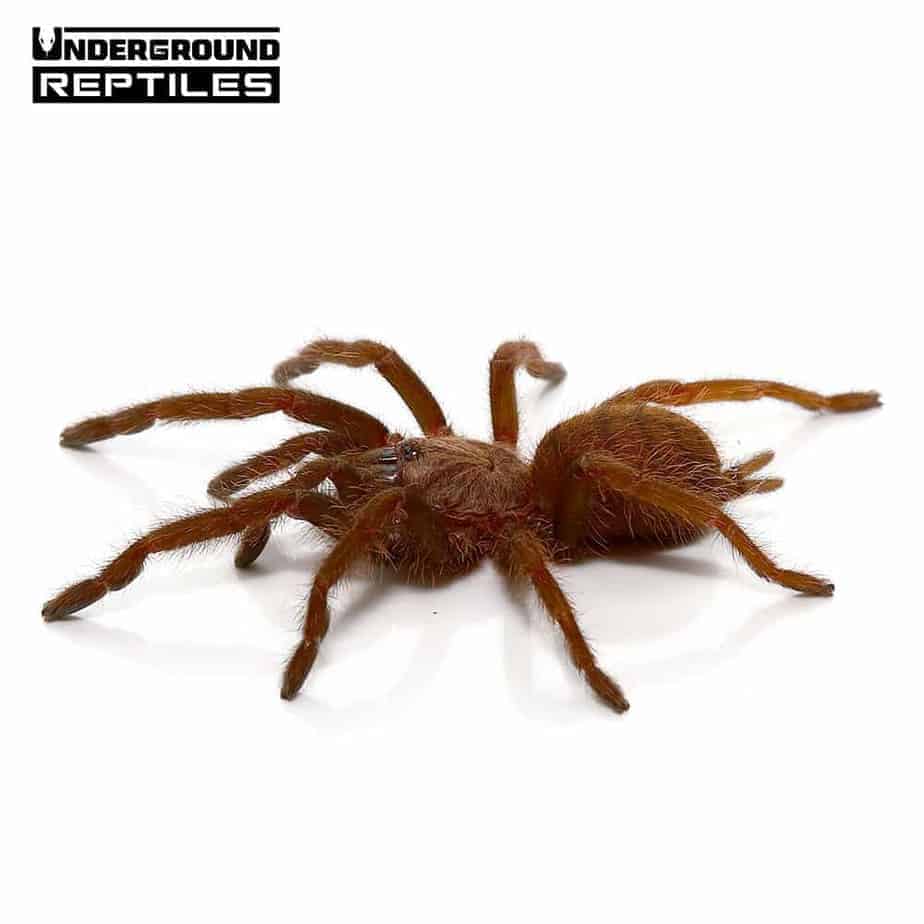 Indian Violet Tarantulas For Sale - Underground Reptiles