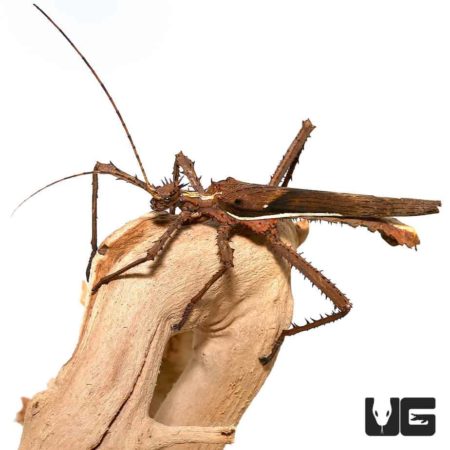 Malaysian Prickly Stick Insects Jungle Nymph For Sale - Underground ...
