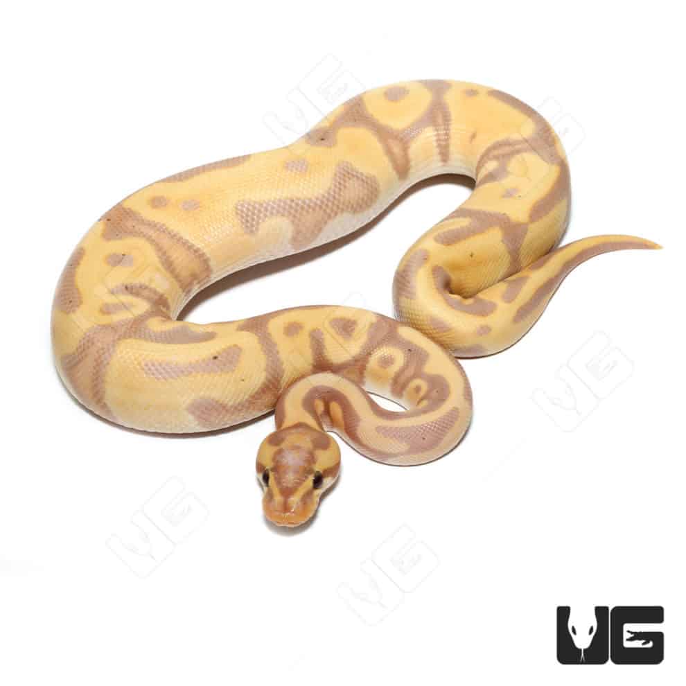 Baby Banana Leopard Pastel Yellowbelly Ball Python For Sale ...