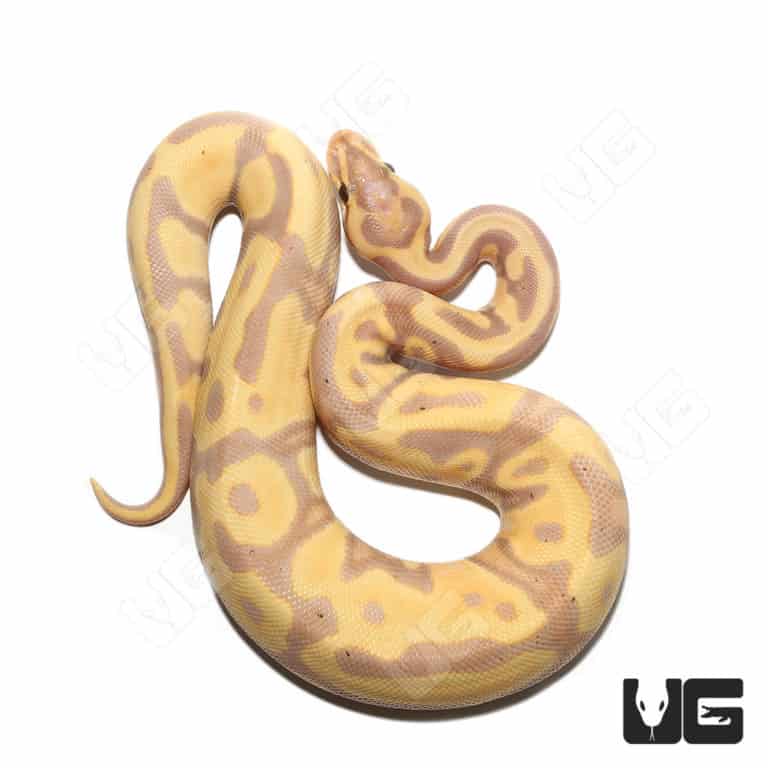 Ball Pythons For Sale - Underground Reptiles