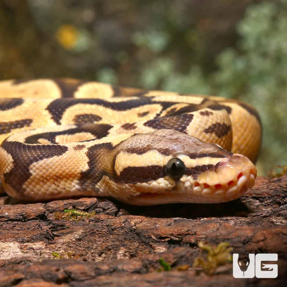 Baby Orange Dream Butter Fire Ball Python For Sale - Underground Reptiles