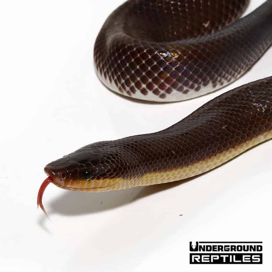 Mexican Burrowing Python - Underground Reptiles