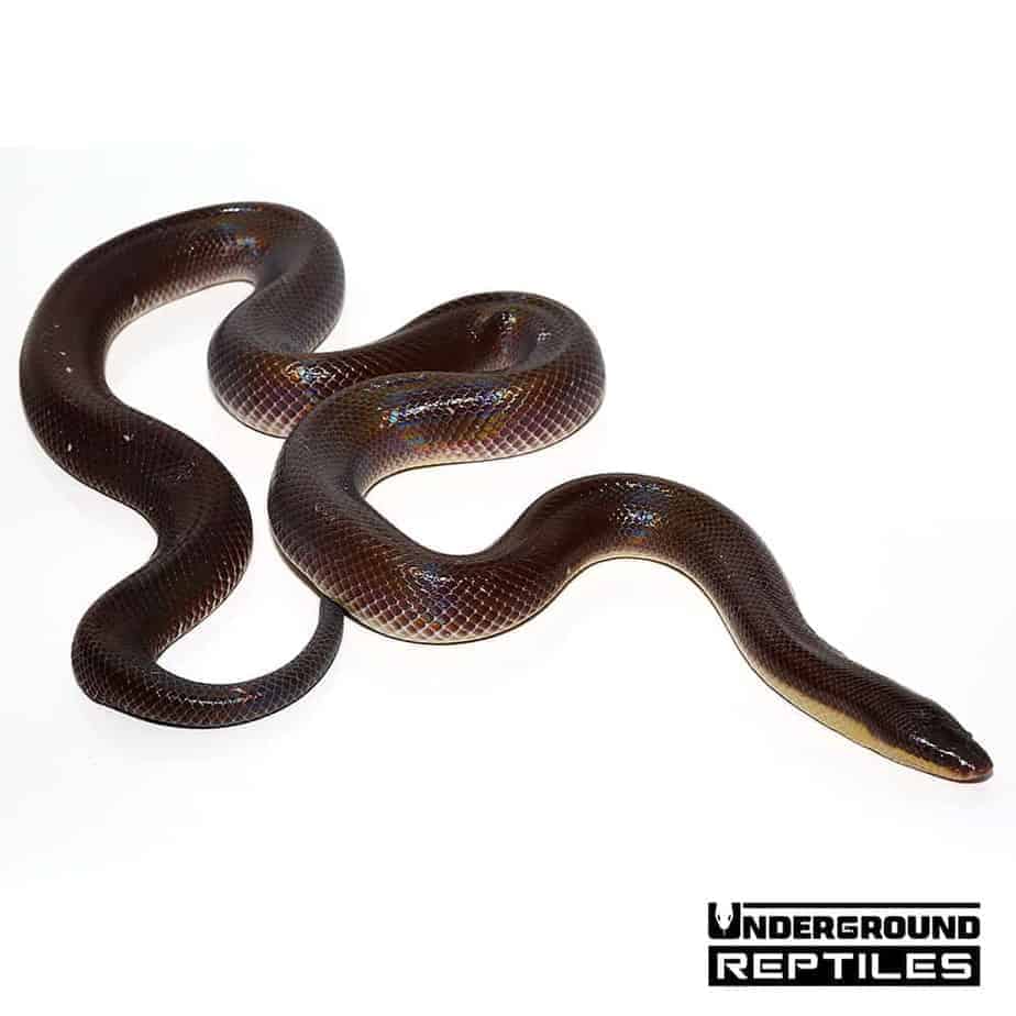Mexican Burrowing Python - Underground Reptiles