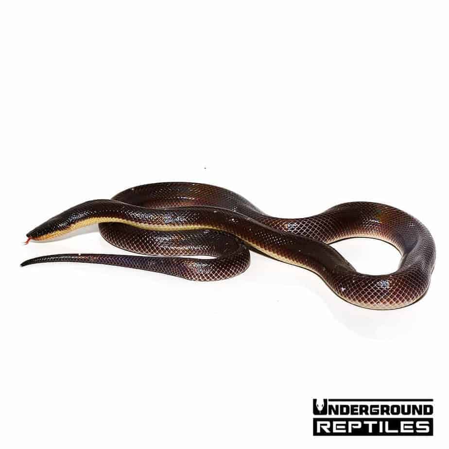 Mexican Burrowing Python - Underground Reptiles