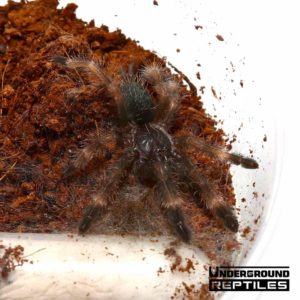 Tarantula For Sale - Underground Reptiles
