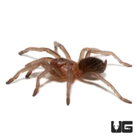 Tarantulas & Spiders For Sale - Page 8 of 28 - Underground Reptiles